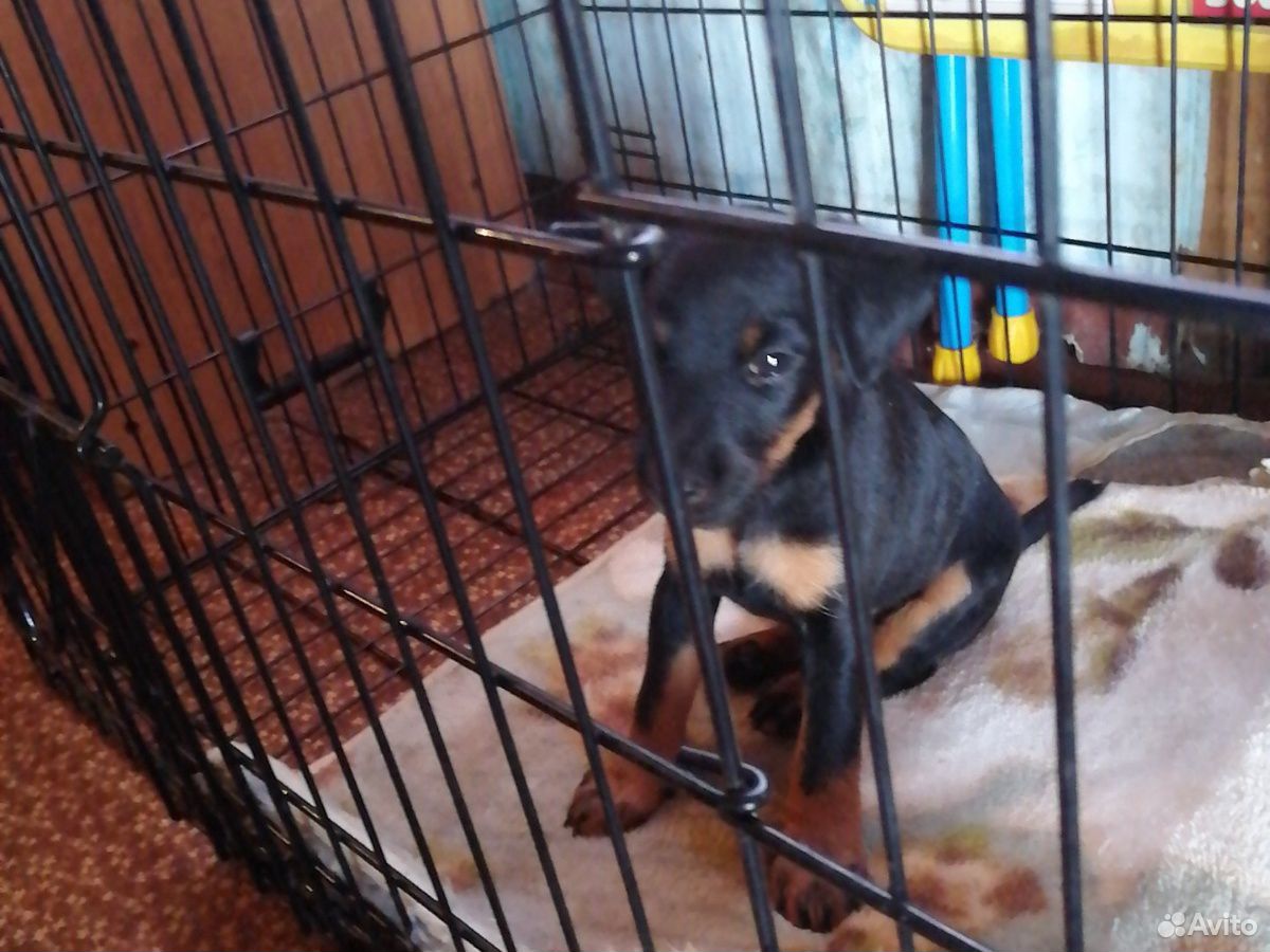 Продаётся щенок