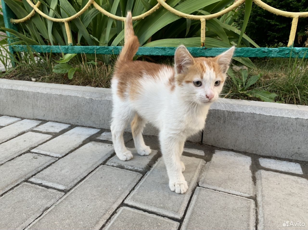 Котёнок 2-3 месяца