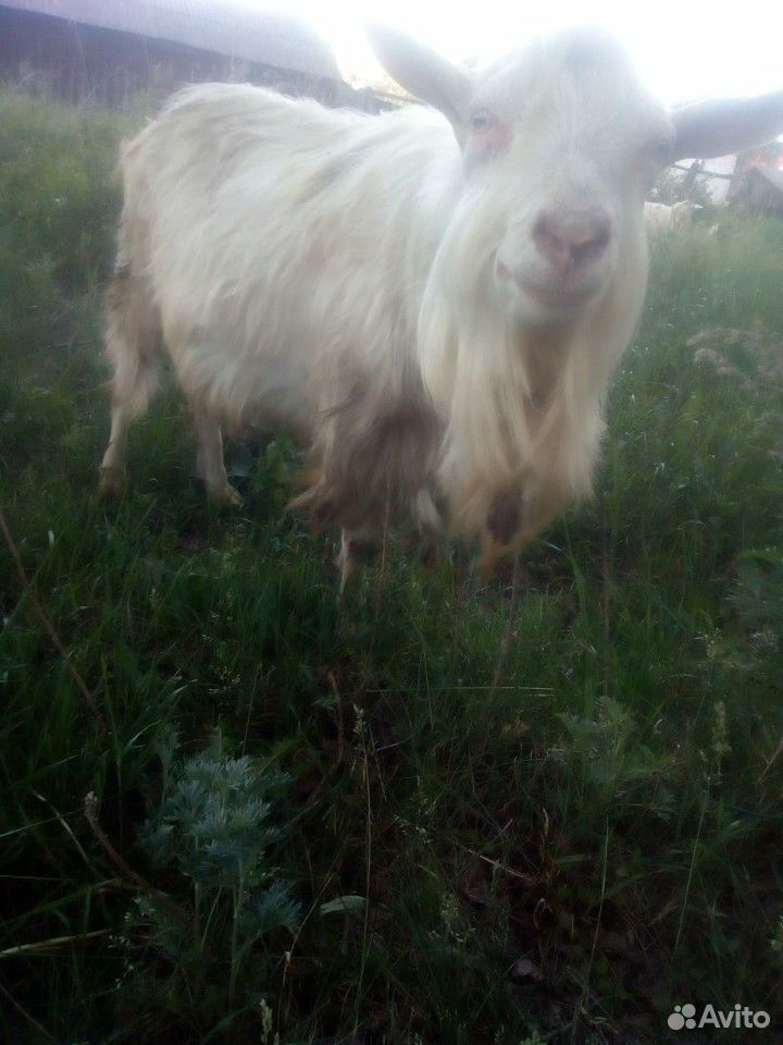 Козел на час