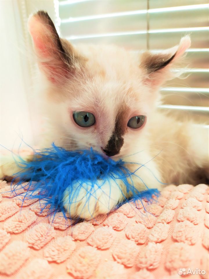 Эльф с озорной внешностью, ушки-завитушки