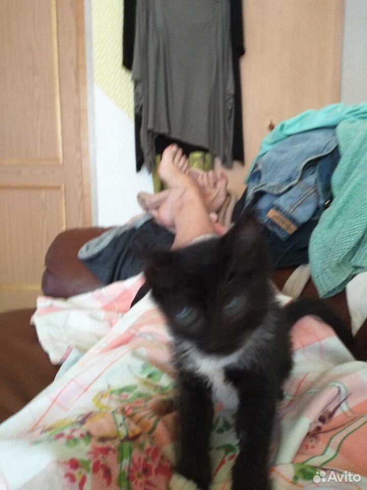 Котенок