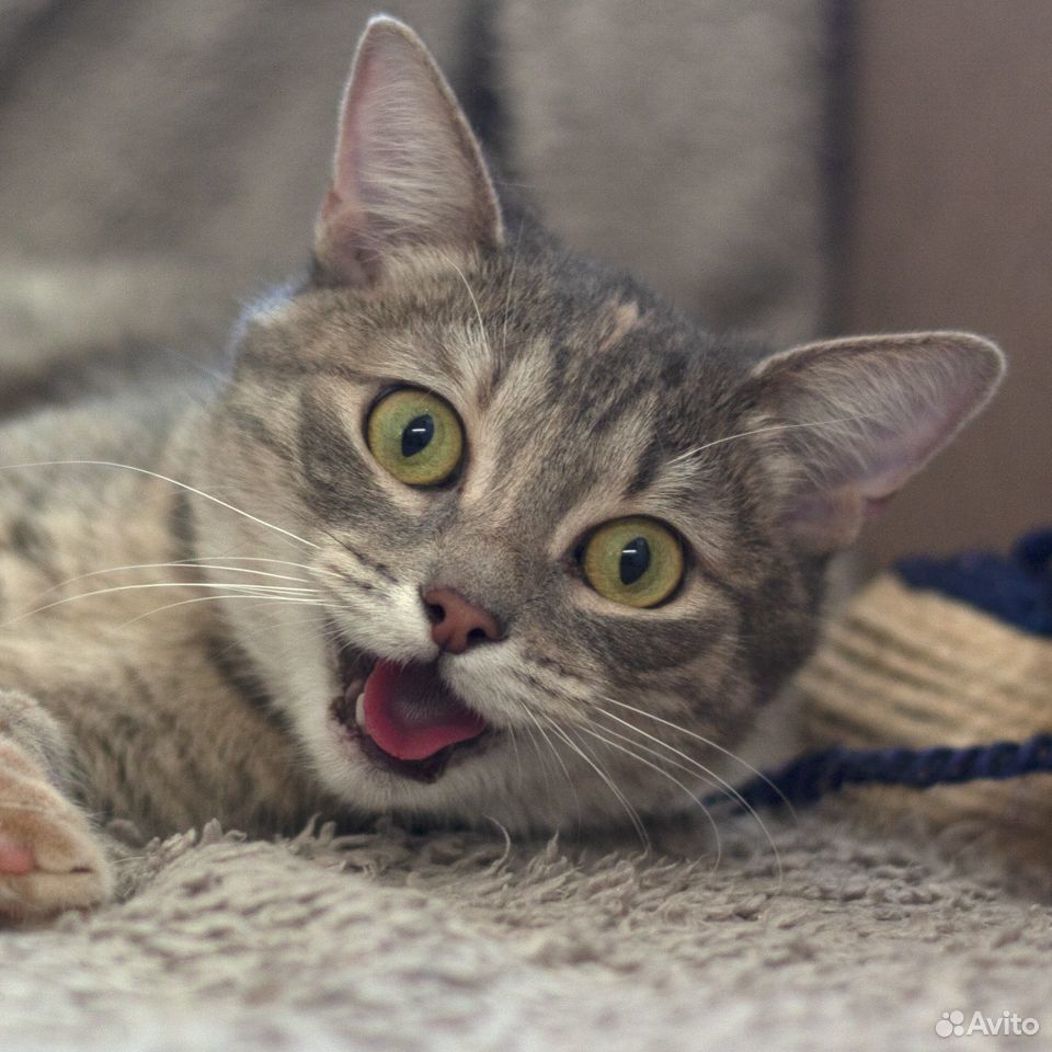 Масяня - кошка-цирк 1г в добрые руки