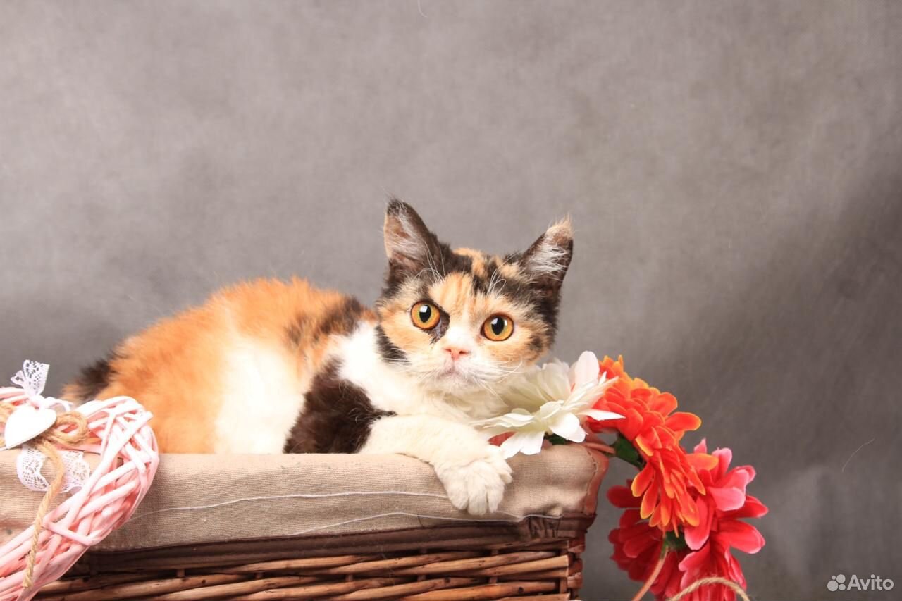 Кошечки селкирк-Рекс окраса ка ли ко