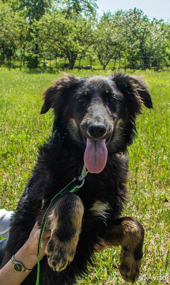 Ищет дом щеное не крупной собаки Рокки