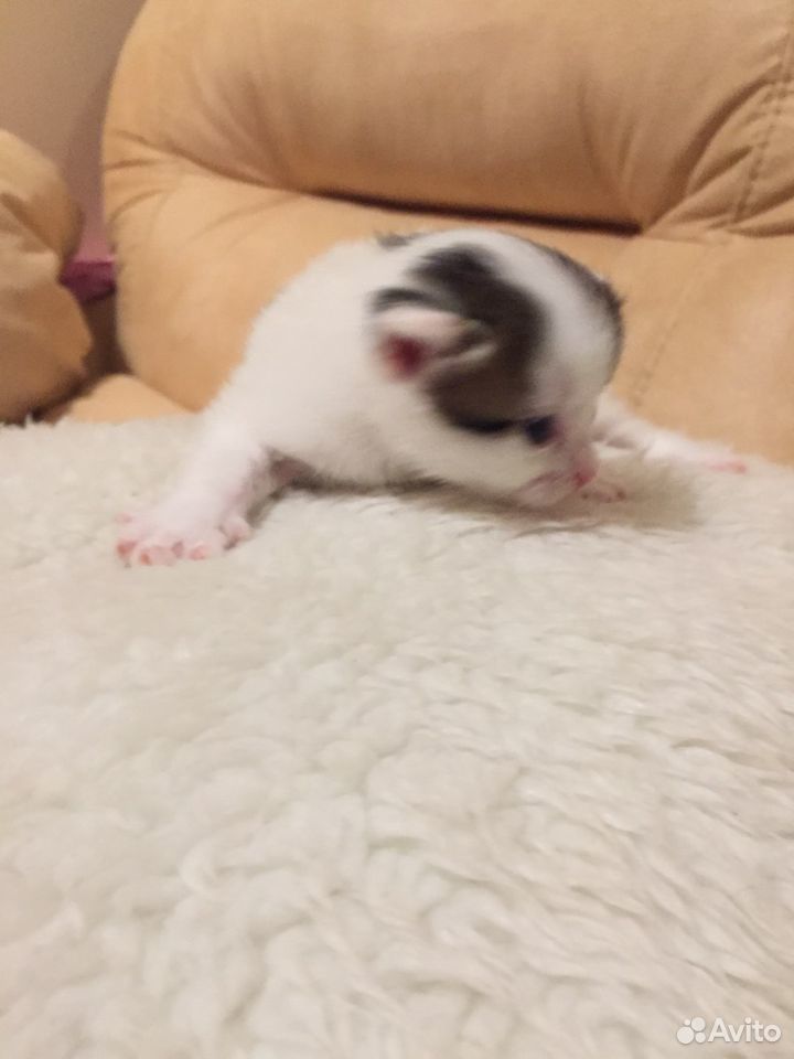 Котята малыши ждут своих хозяев