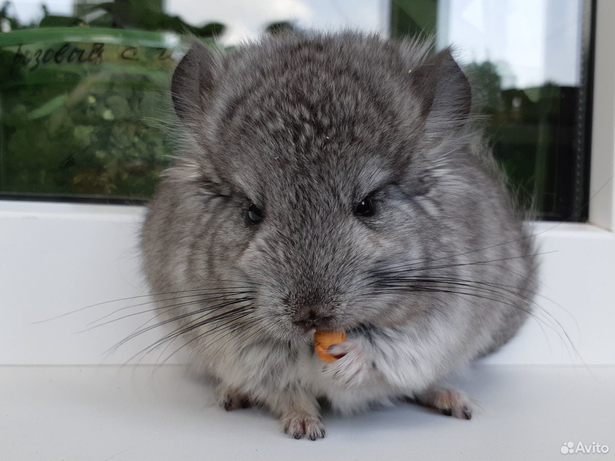 Шиншиллы ангора и носитель