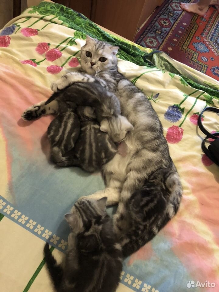 Продаются котята