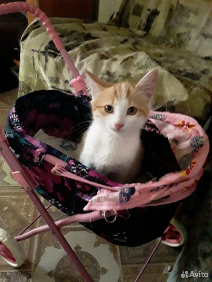 Котенок-мальчик, прим. 3мес. ждёт свою любимую сем