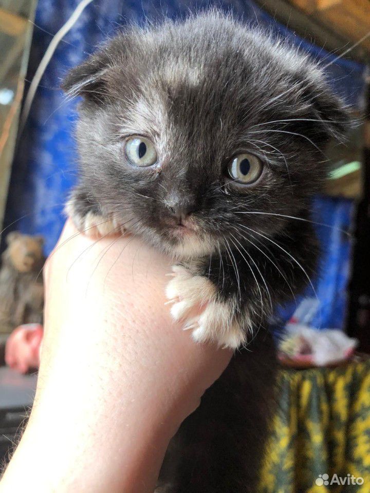Котята