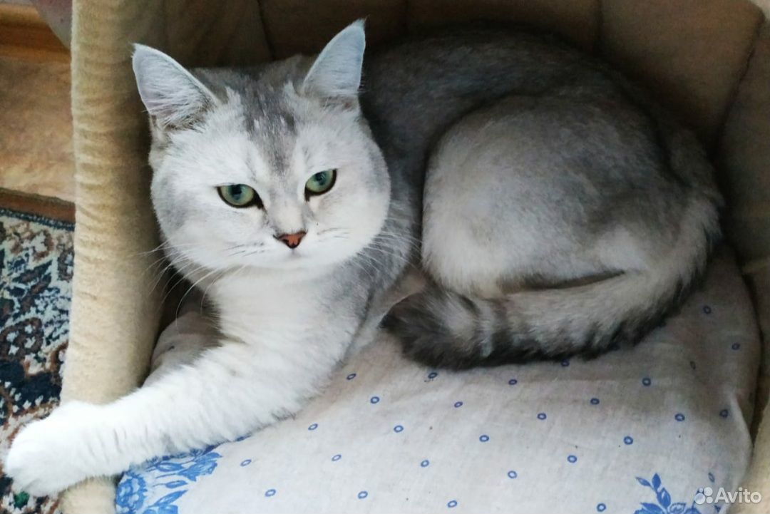 Котята ищут свою любящую семью