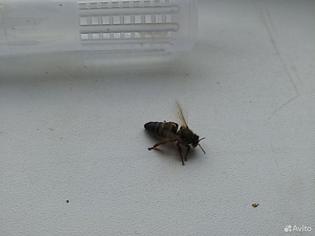 Матка неплодная Бакфаст