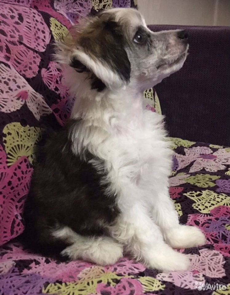 Китайская хохлатая