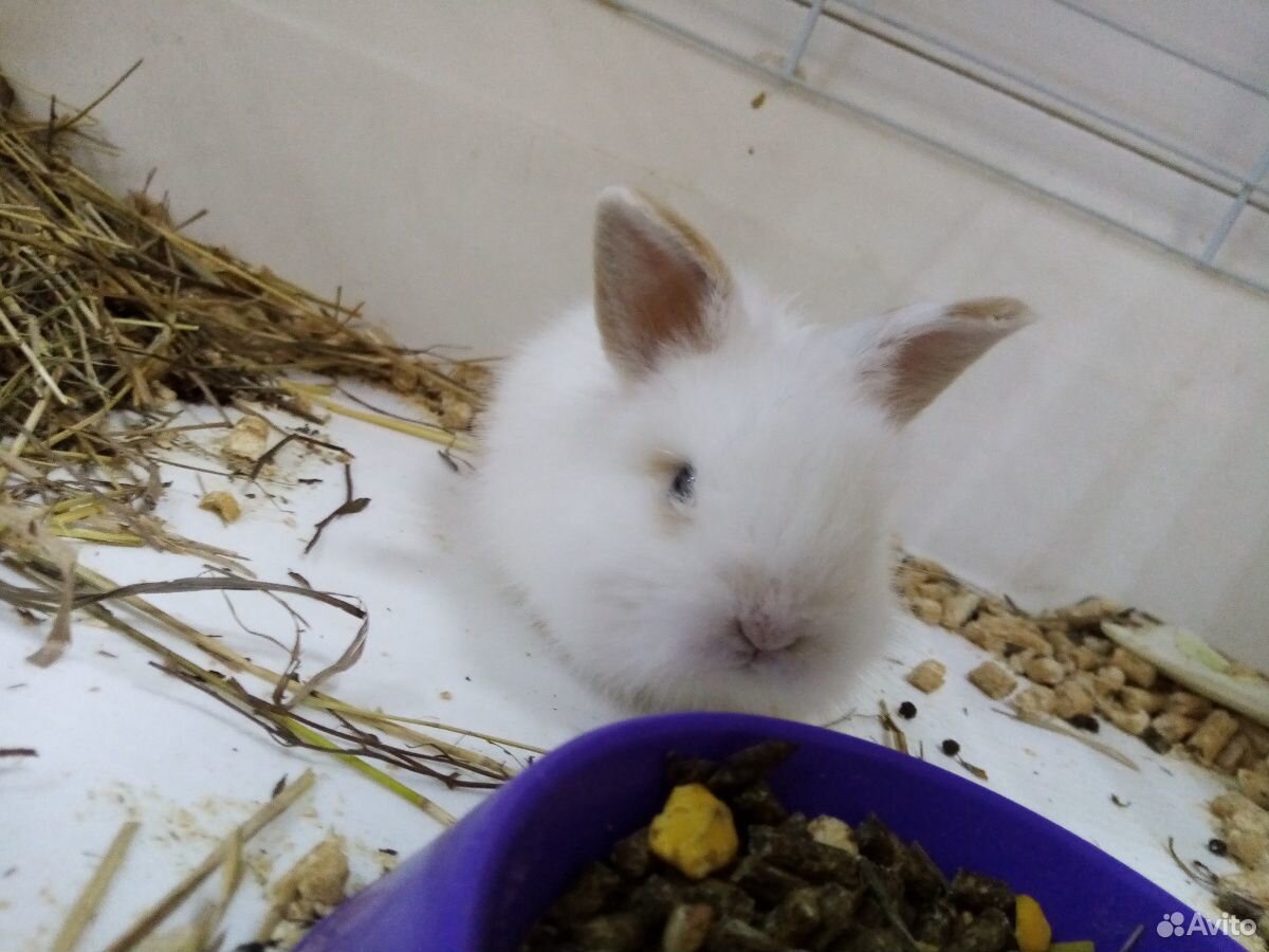 Кролик декоративный
