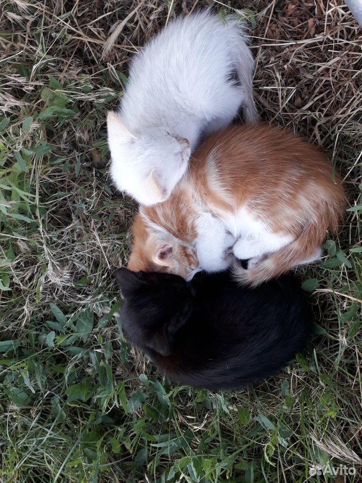 Котята в дар