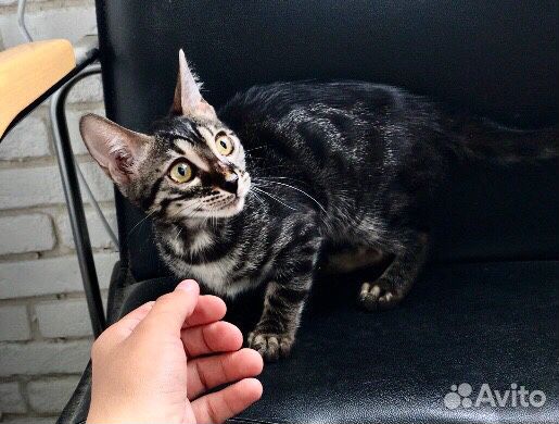 Бенгальская девочка уголь