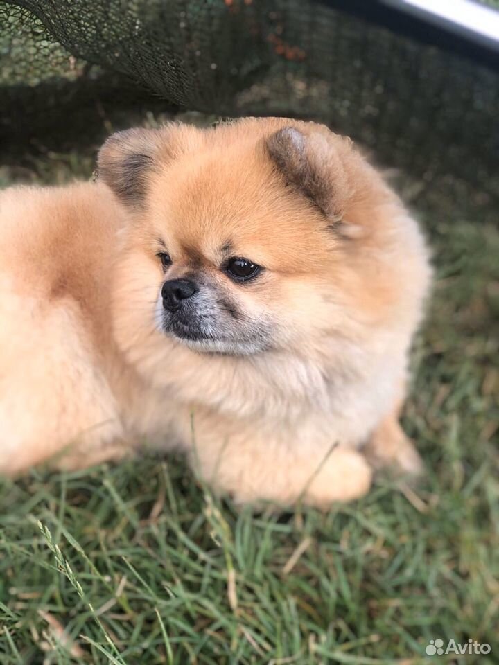 Шпицик ищет невесту