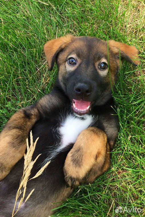 Руффи ищет дом