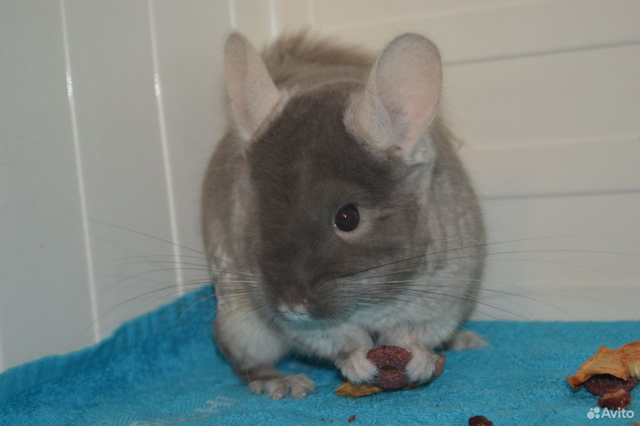 Шиншилла Коричневый бархат, нкпа, нсф