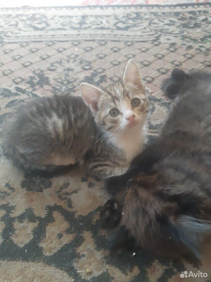 Кошечка