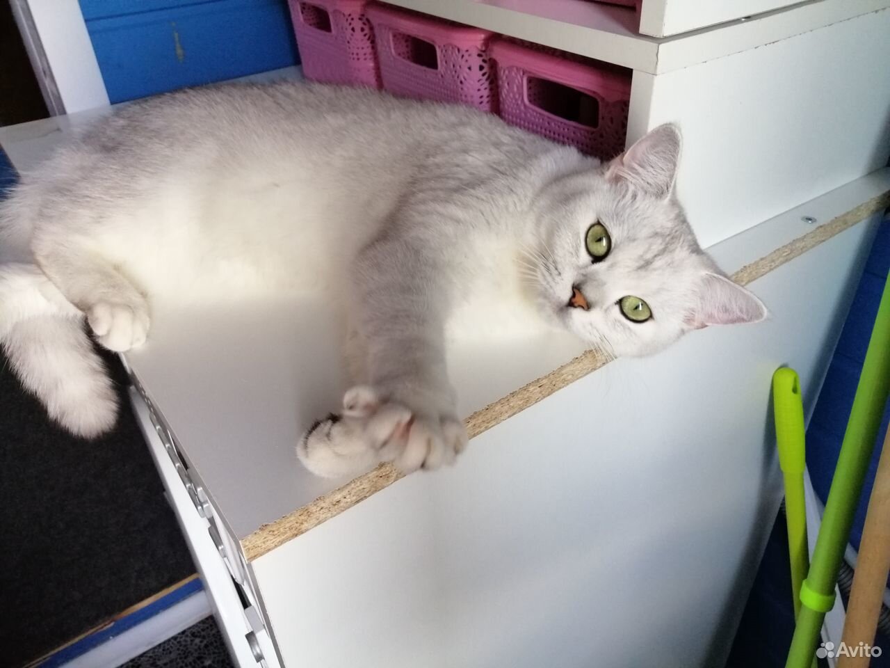 Шотландская прямоухая, окрас серебристая шиншилла