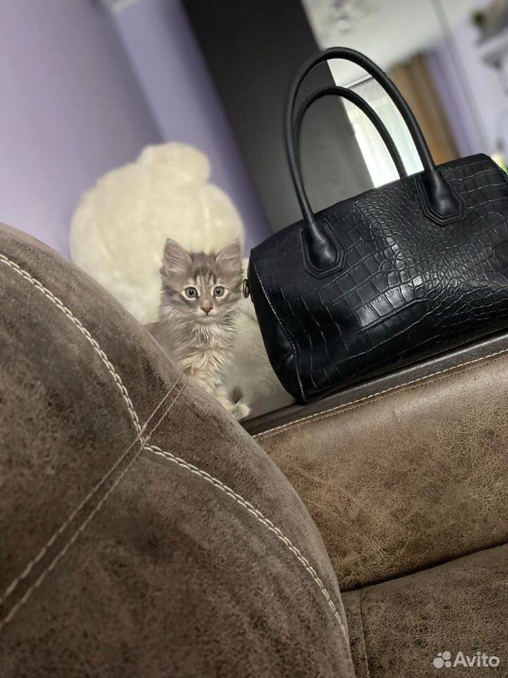 Серый и рыжий котенок