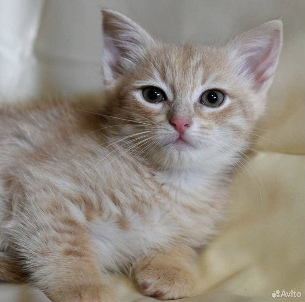 Рыжие красивые котята 2 месяца в добрые руки