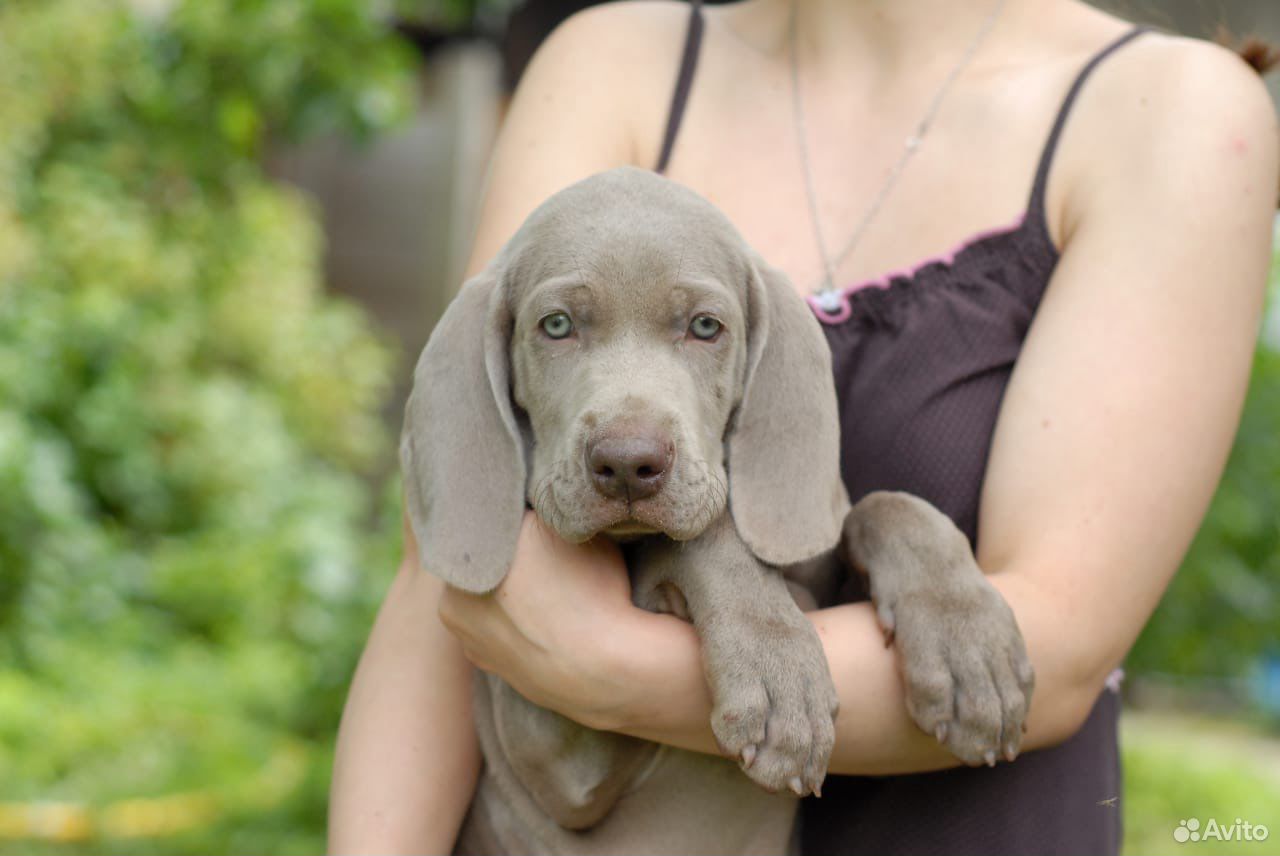Щенок веймаранера от чемпионов