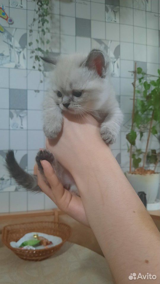 Британские котята