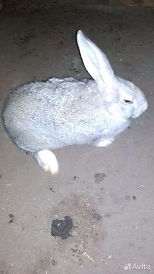 Крол-серый великан, обмен