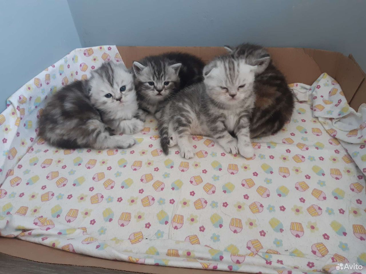 Котята шотландские