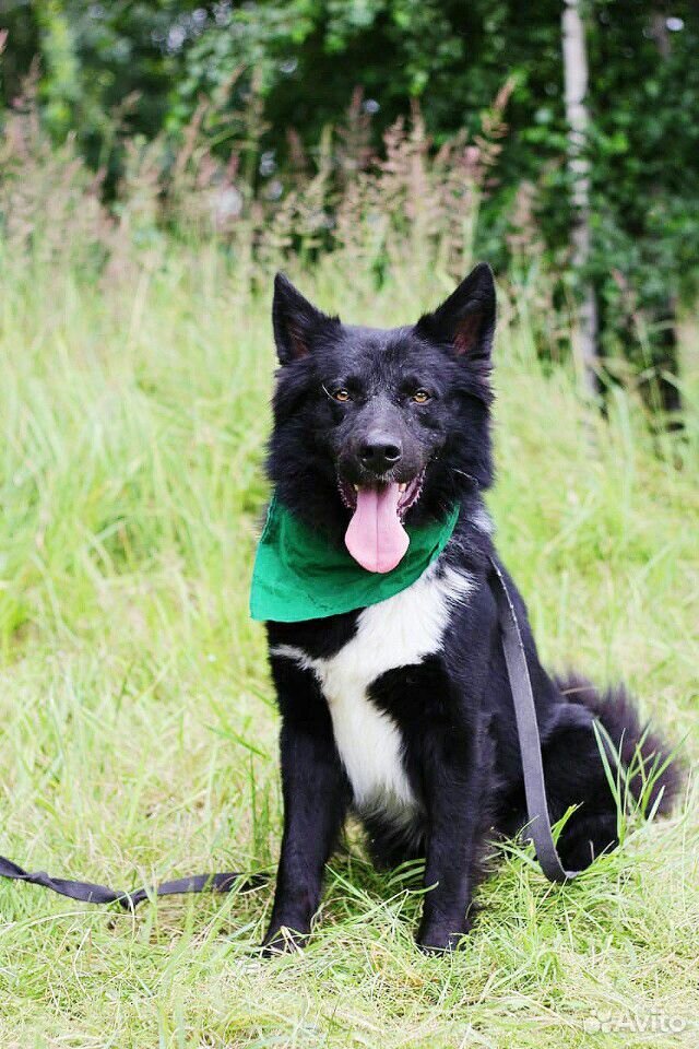 Собака Гриша в дар