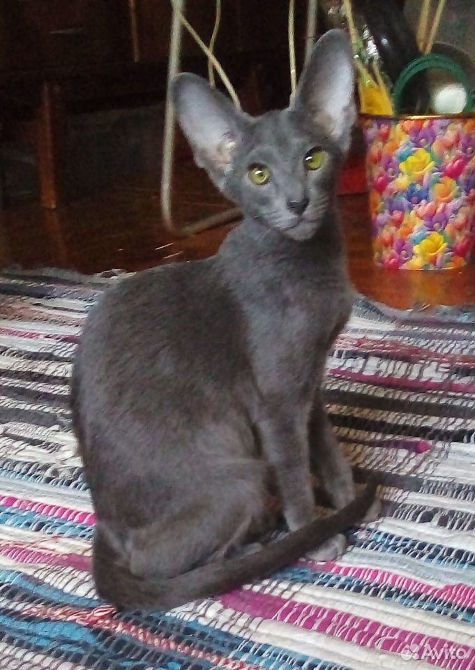 Девочка ори