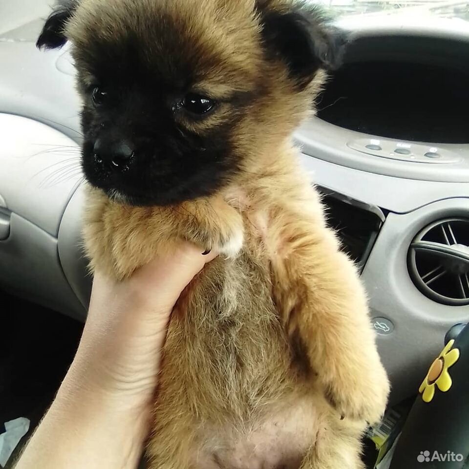 Мелкие щенки