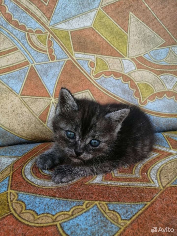 В добрые руки котенка кошечку