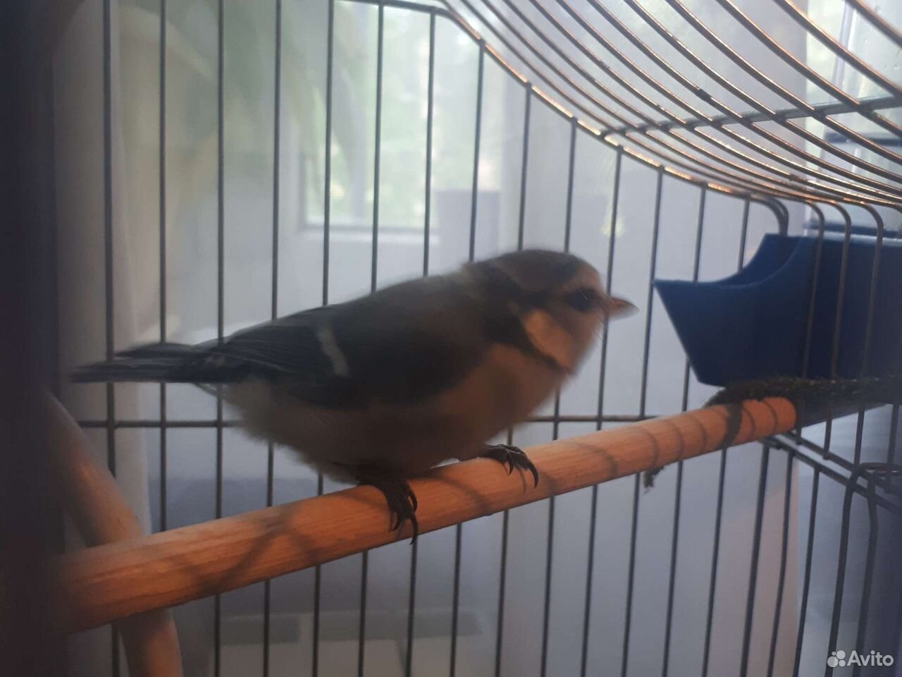 Подрощенный слёток синицы лазоревки