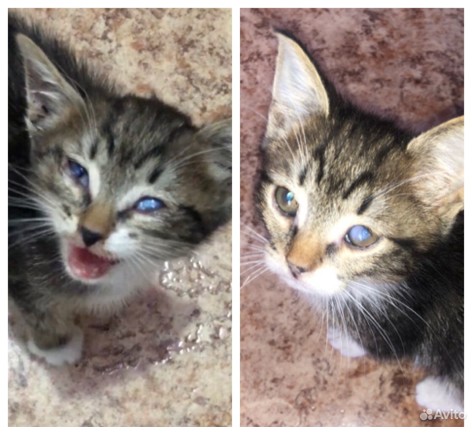 Котёнок ищет любящих хозяев