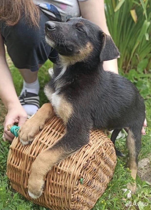 Щенок, мальчик, 2 месяца