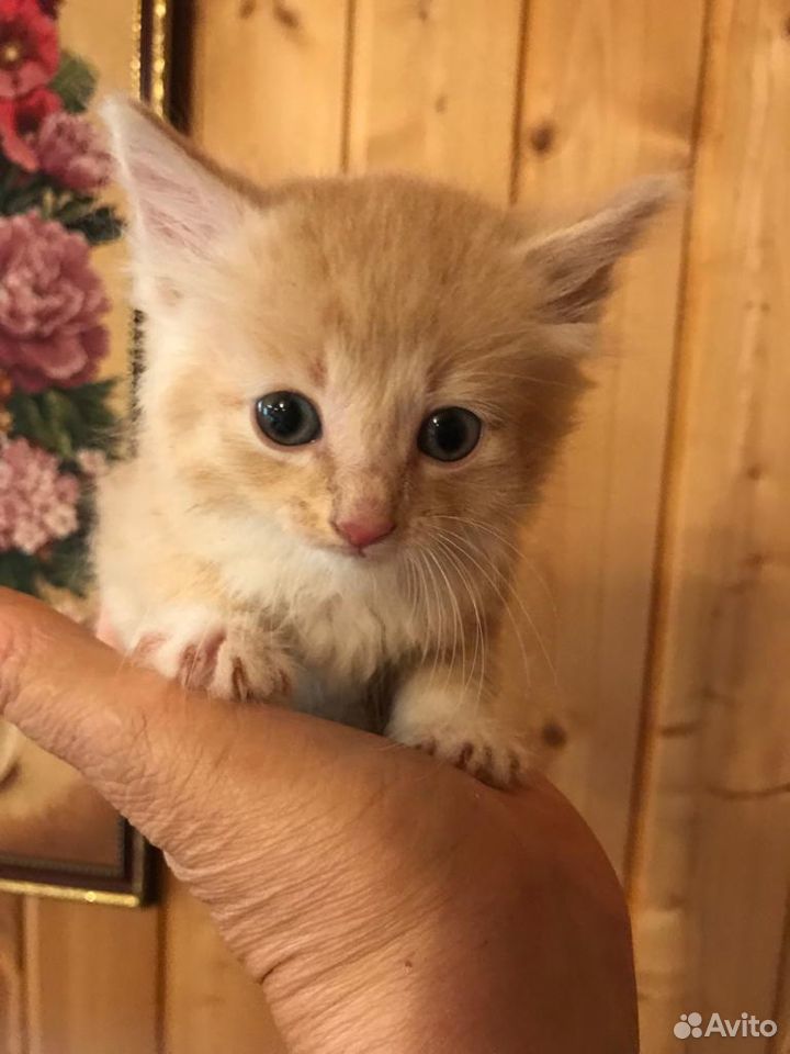 Котёнок солнышко в добрые руки