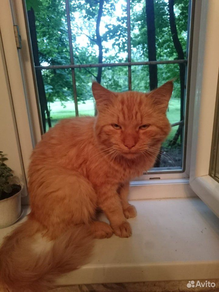 Котик рыжуля одинокий кастр.2 года