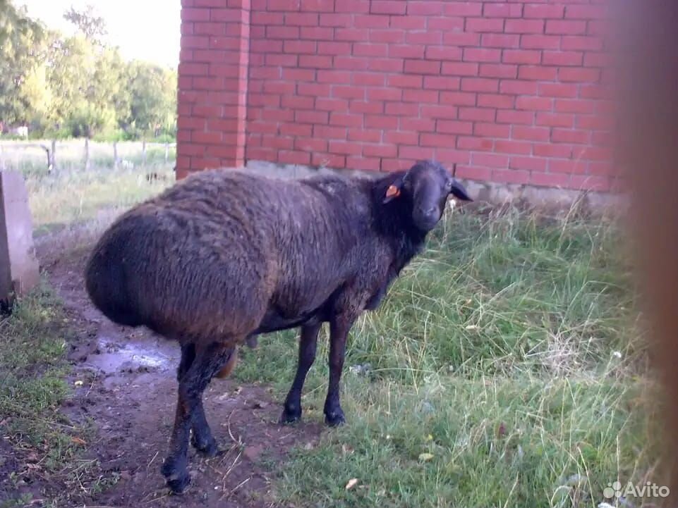 Барашки на Курбан-байрам