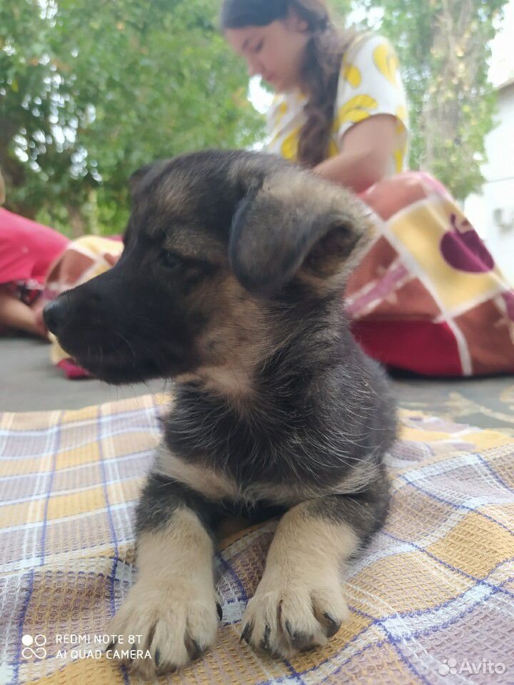 Щенки симпотяжки