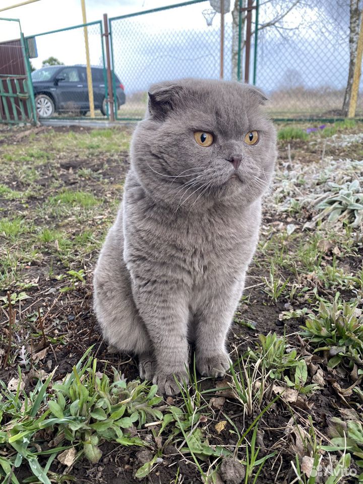 Шотландская