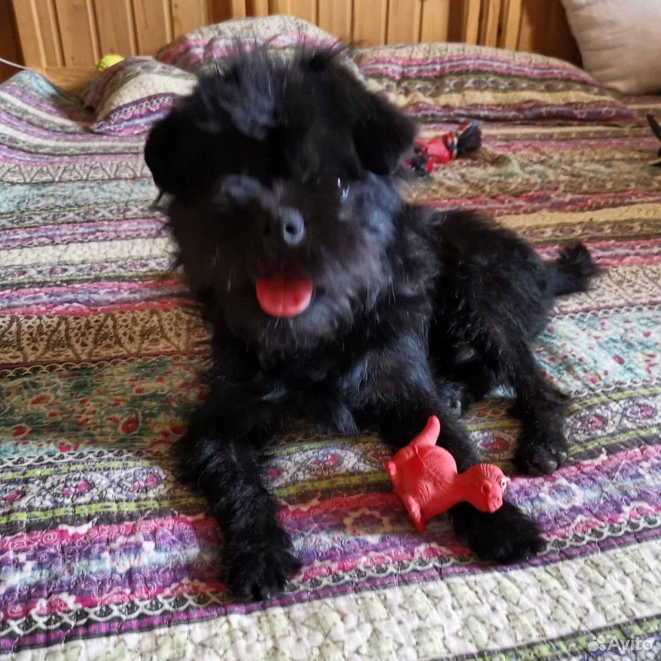 Подрощенный щенок Аффенпинчера