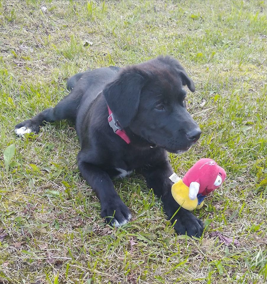 Щенок (мальчик. 4-5 месяцев) в дар, в добрые руки