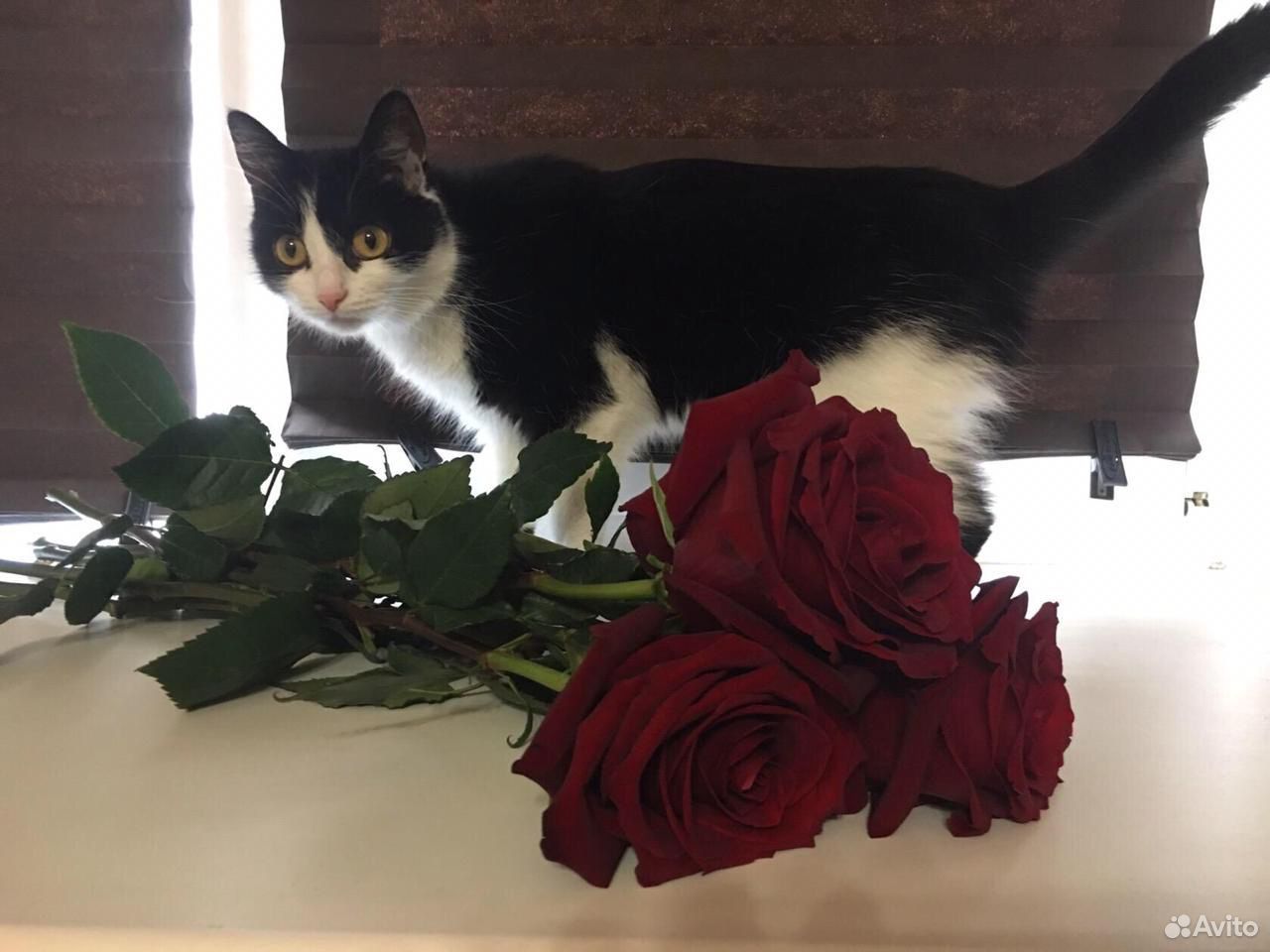 Кошечка в добрые руки