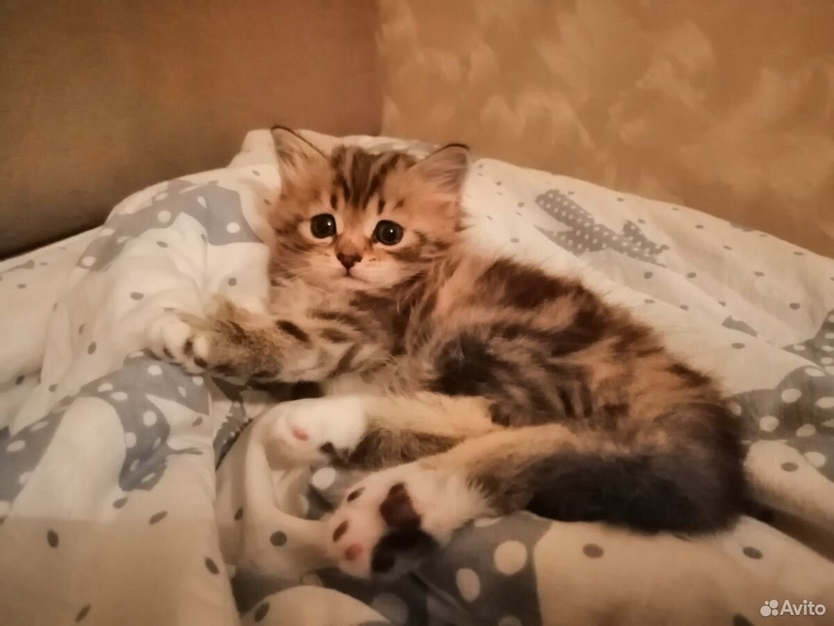 Шотландская девочка, мрамор на золоте)