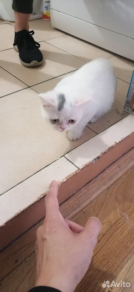 Котенок британец, в хорошие руки