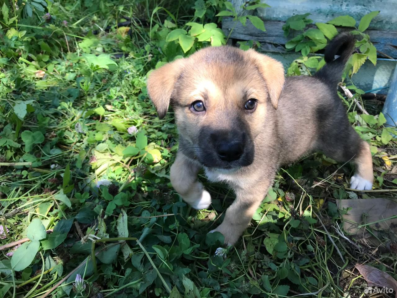 4 щенка (2 мальчика, 2 девочки) ищут хозяев