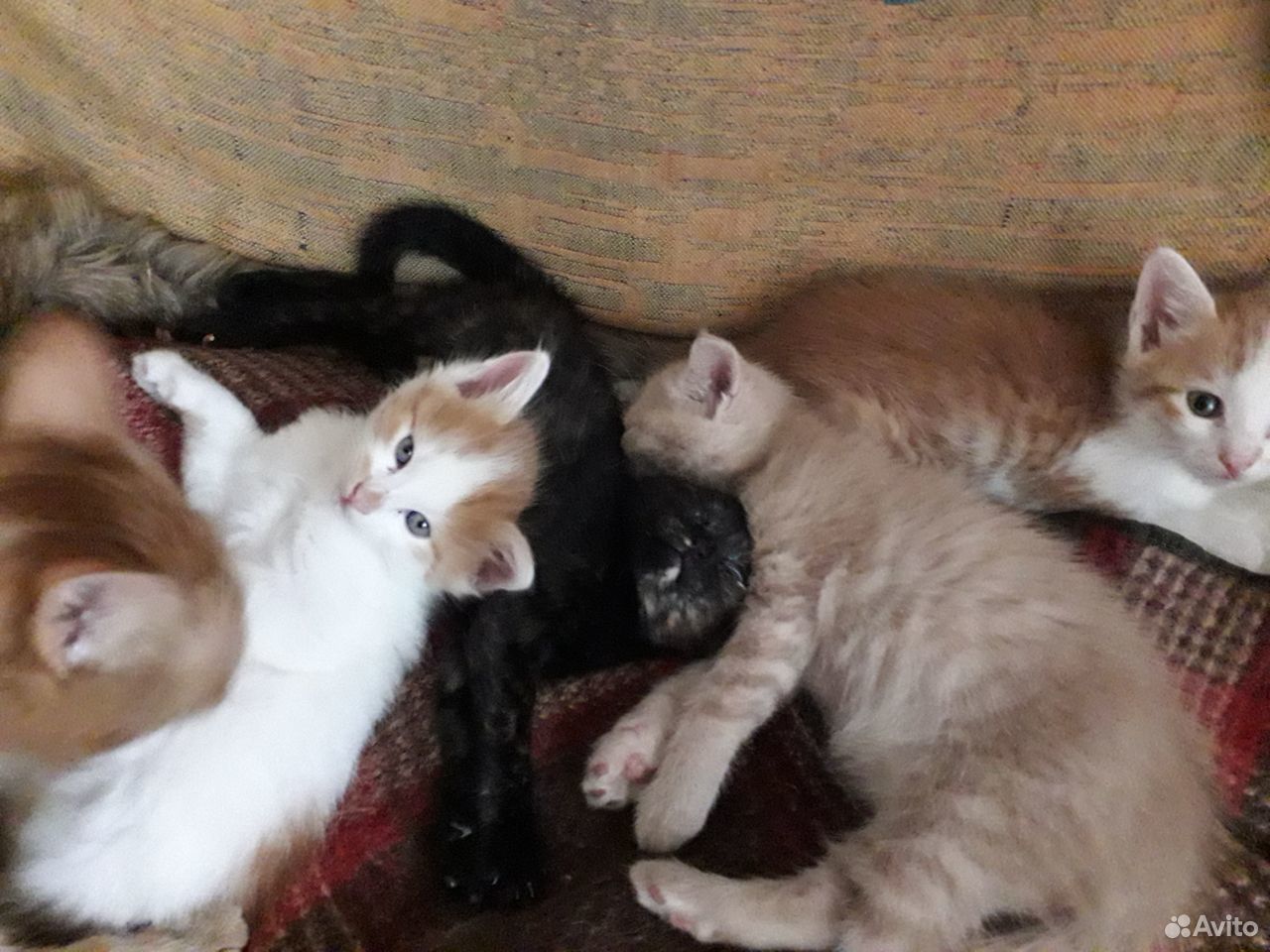 Котята от кошки-крысыловки