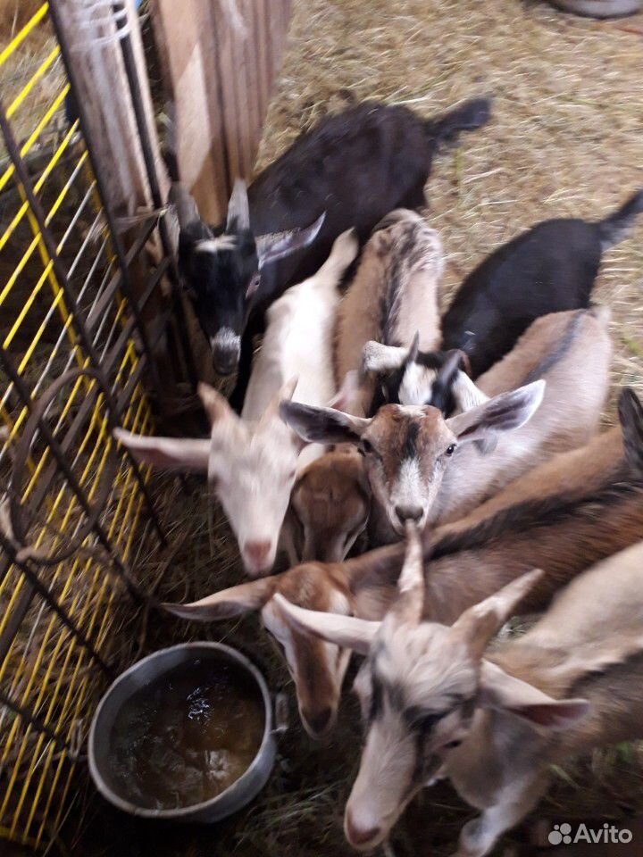 Козолята от нубийского козла